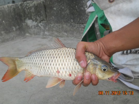 Carp (Karpa) | Fishing The Philippines
