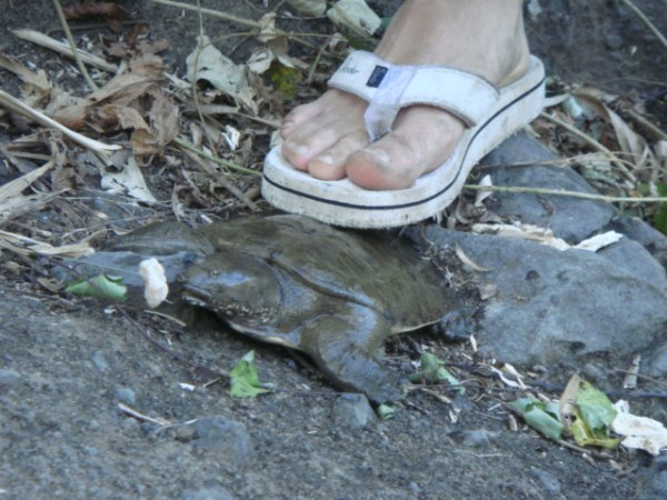 Soft Shelled Turtle | Fishing The Philippines