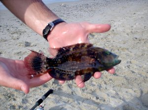 Tripletail Wrasse (Cheilinus trilobatus) | Fishing The Philippines