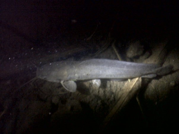 Catfish (Hito) | Fishing The Philippines