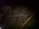 Catfish (Hito) | Fishing The Philippines