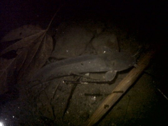 Catfish (Hito) | Fishing The Philippines