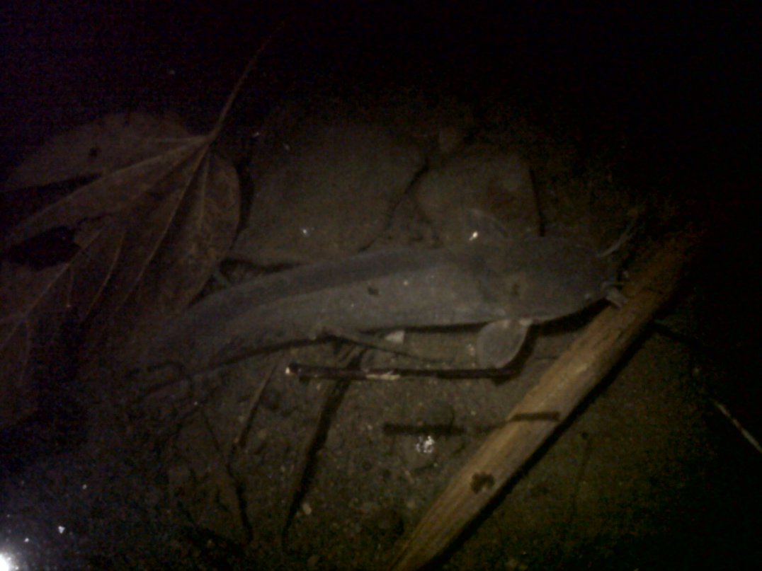 Catfish (Hito) | Fishing The Philippines