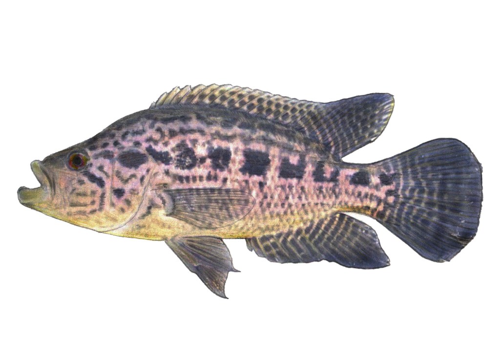 Jaguar Cichlid | Fishing The Philippines