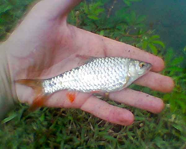Carp (Karpa) | Fishing The Philippines