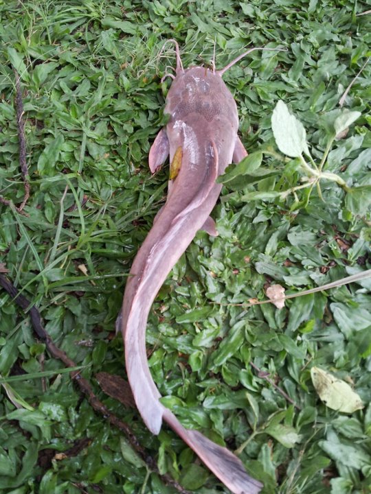 Catfish (Hito) | Fishing The Philippines