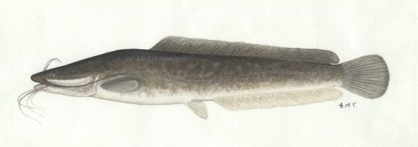 Catfish (Hito) | Fishing The Philippines