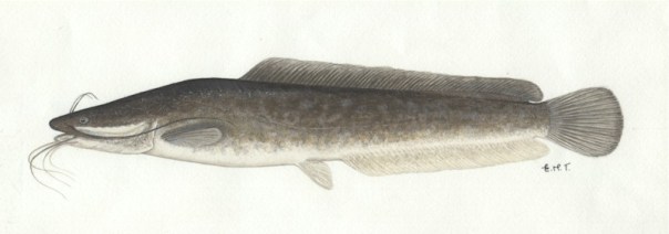 Catfish (Hito) | Fishing The Philippines