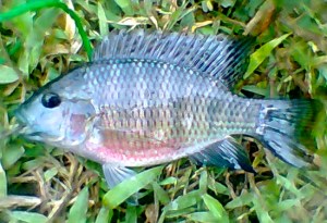 Tilapia | Fishing The Philippines