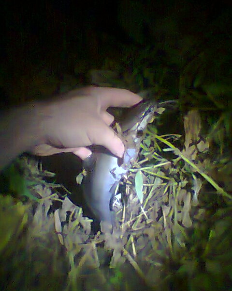 Catfish (Hito) | Fishing The Philippines