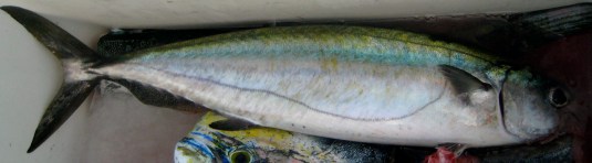 Mackerel (Tangigue) | Fishing The Philippines