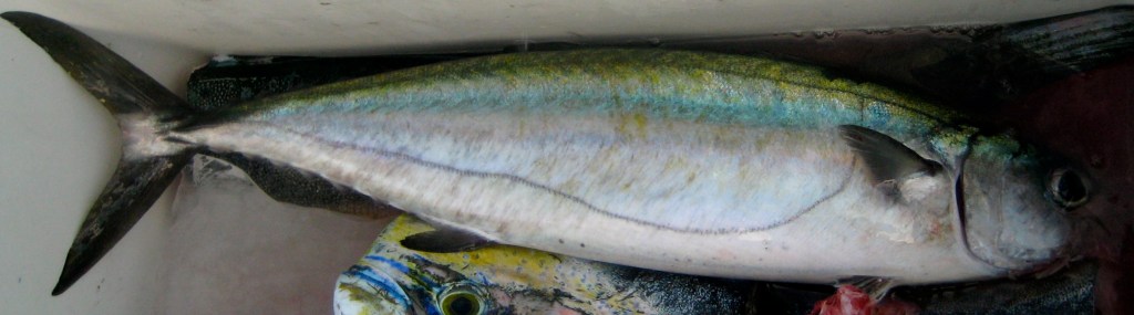 Mackerel (Tangigue) | Fishing The Philippines