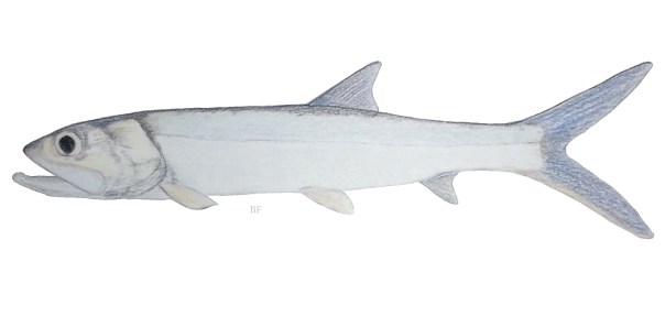 Ladyfish ( Elops sp. ) | Fishing The Philippines