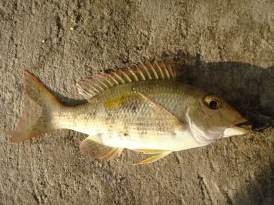 Emperor (Bitilya) | Fishing The Philippines