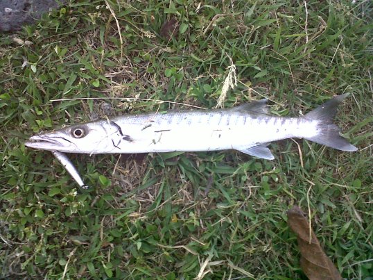 Barracuda | Fishing The Philippines
