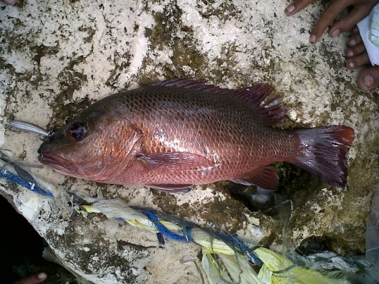 Mangrove Snapper (Lutjanus griseus) | Fishing The Philippines