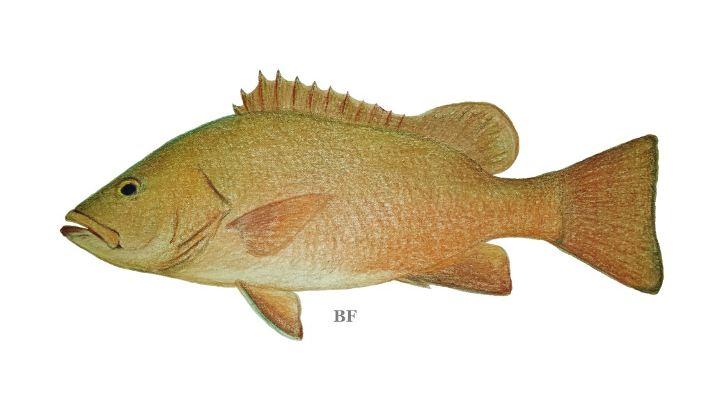 Snapper (Maya Maya) | Fishing The Philippines | Page 2