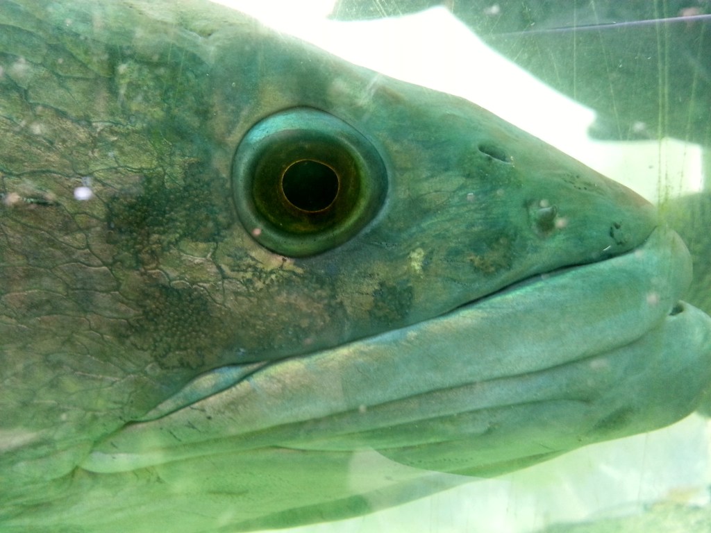 Snakehead (Haruan) | Fishing The Philippines
