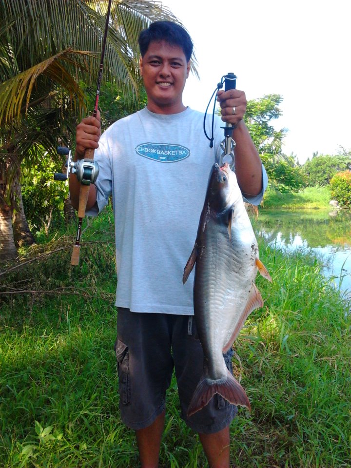 Pangasius Catfish ( Pangasianodon hypophthalmus ) | Fishing The Philippines