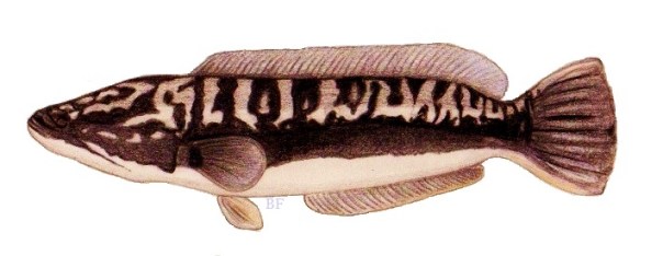 Snakehead (Haruan) | Fishing The Philippines