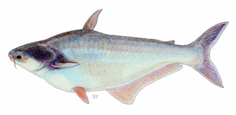 Pangasius Catfish ( Pangasianodon hypophthalmus ) | Fishing The Philippines