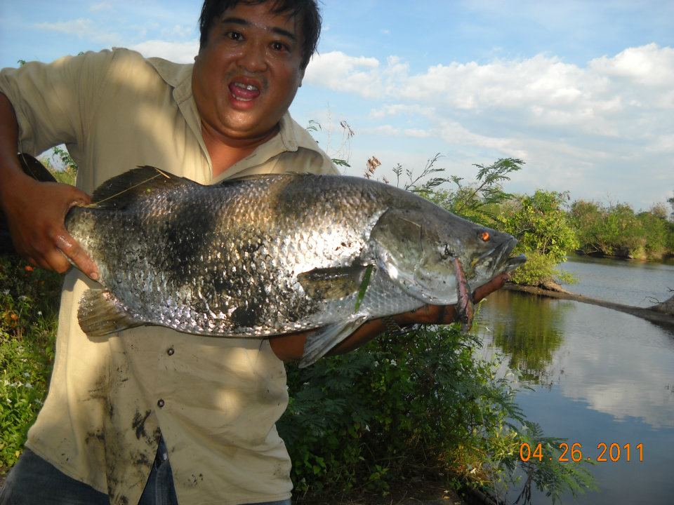 Barramundi (Apahap) | Fishing The Philippines