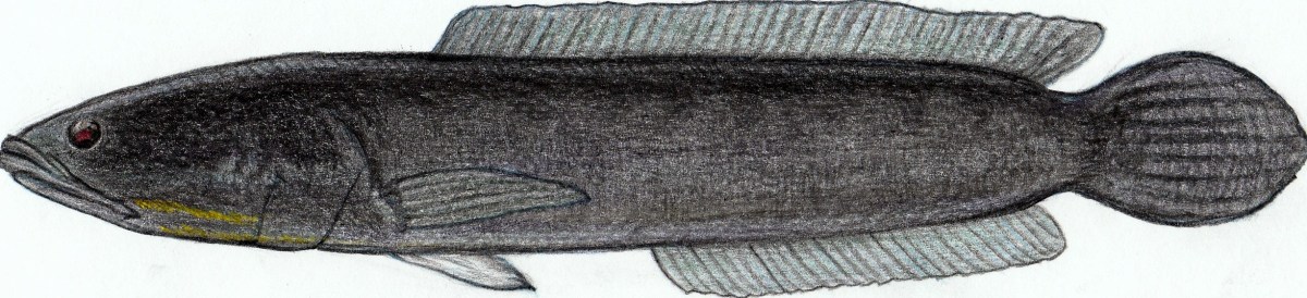 Snakehead (Haruan) | Fishing The Philippines