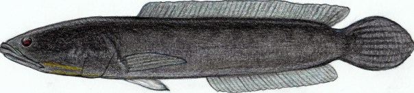 Snakehead (Haruan) | Fishing The Philippines