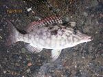 Long Nosed Emperor Fish ( Lethrinus olivaceus ) | Fishing The Philippines