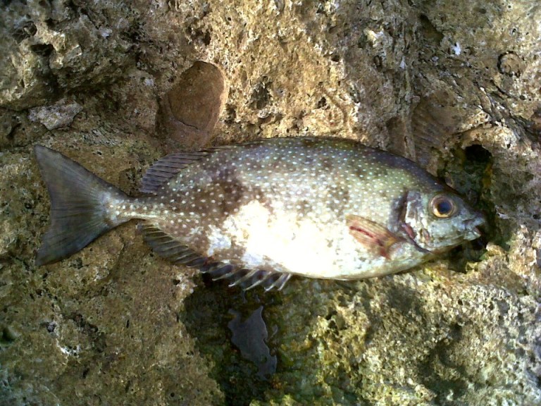 Rabbitfish (Kitong) | Fishing The Philippines