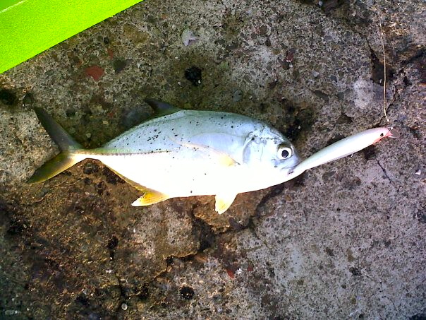 Trevally (Talakitok) | Fishing The Philippines