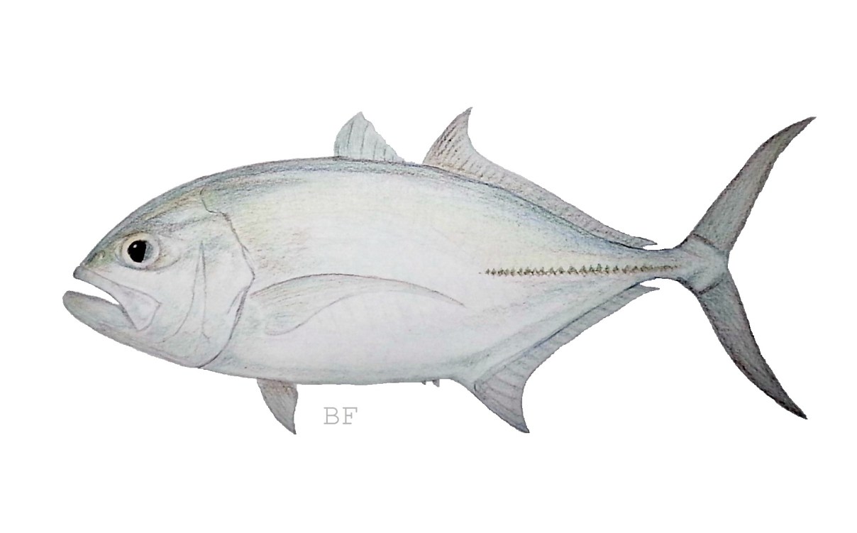 Trevally (Talakitok) | Fishing The Philippines
