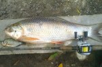 Carp (Karpa) | Fishing The Philippines