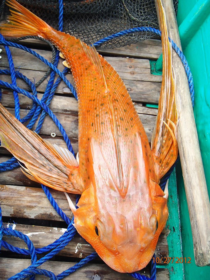 Sea Robin (species??) | Fishing The Philippines