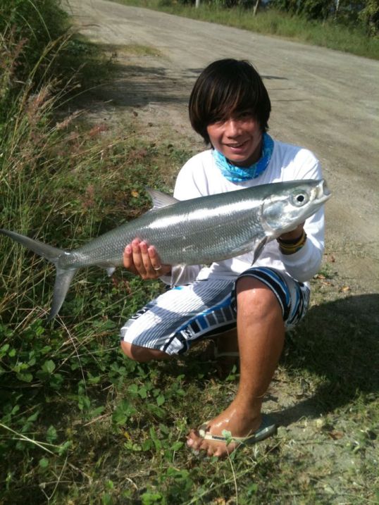 Milkfish (Bangus) | Fishing The Philippines