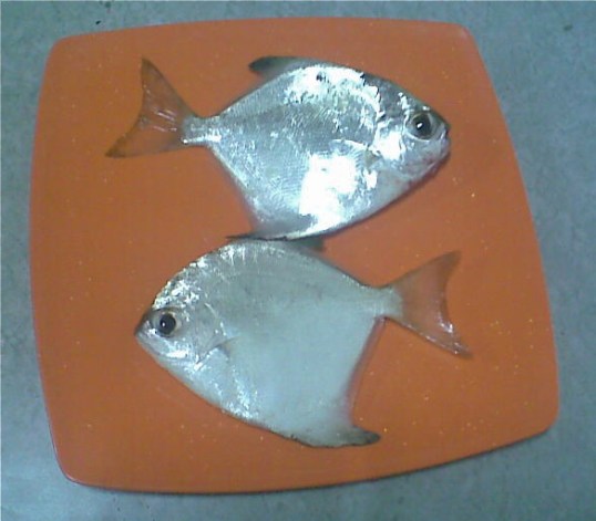 Pompano | Fishing The Philippines