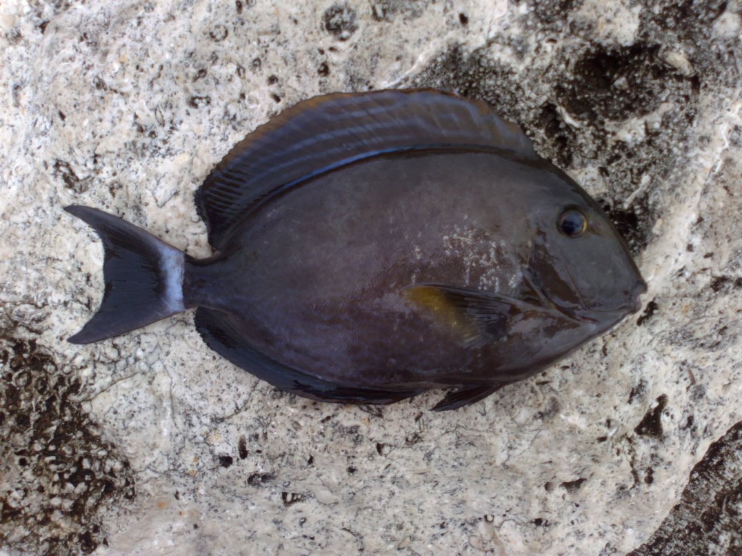 July | 2013 | Fishing The Philippines