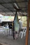 Tuna (Tambakol) | Fishing The Philippines