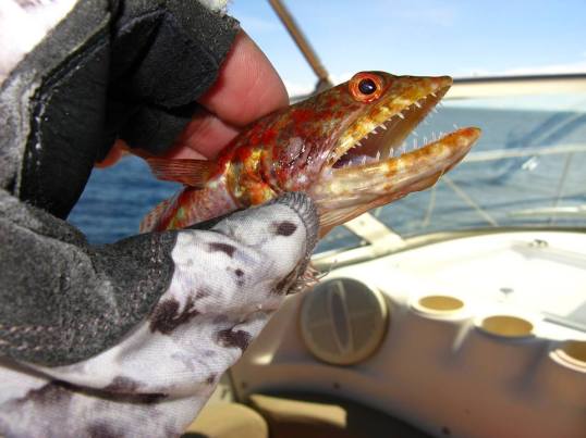 Lizard Fish | Fishing The Philippines