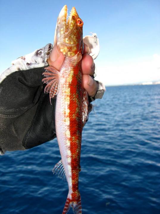 Lizard Fish | Fishing The Philippines