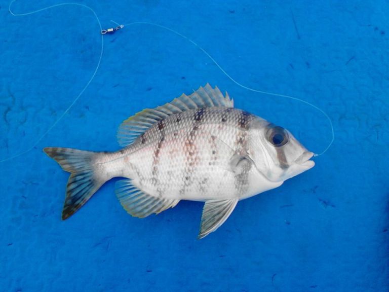 Emperor (Bitilya) | Fishing The Philippines