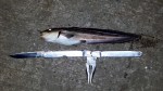 Catfish (Hito) | Fishing The Philippines