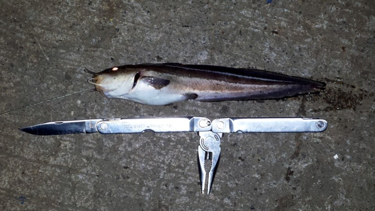 Catfish (Hito) | Fishing The Philippines