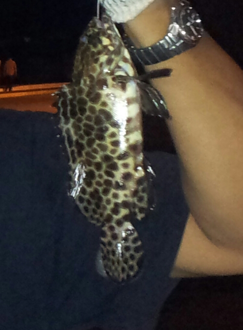 Grouper (Lapu Lapu) | Fishing The Philippines