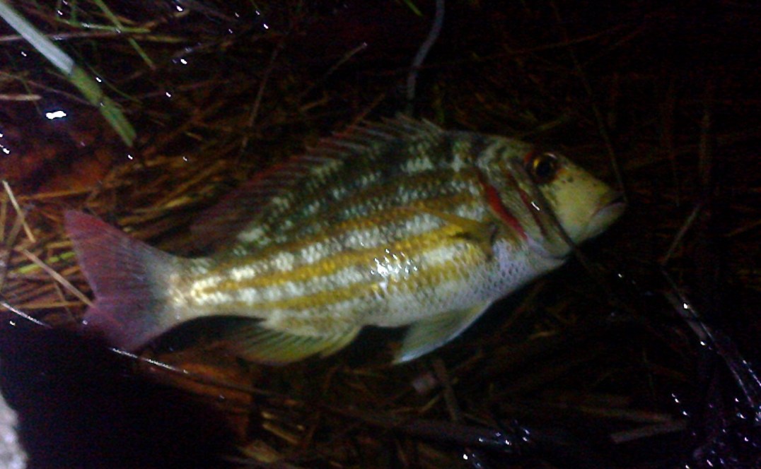 Orange-Striped Emperor ( Lethrinus obsoletus ) | Fishing The Philippines