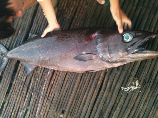 Mackerel (Tangigue) | Fishing The Philippines