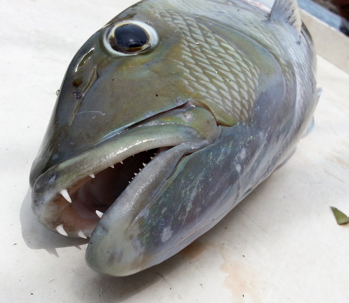 Jobfish (Maya Maya) | Fishing The Philippines