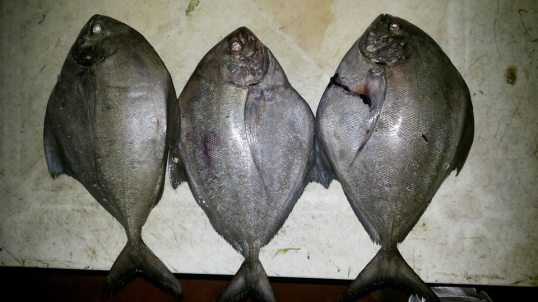 Rare/Bizarre | Fishing The Philippines