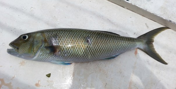 Jobfish (Maya Maya) | Fishing The Philippines