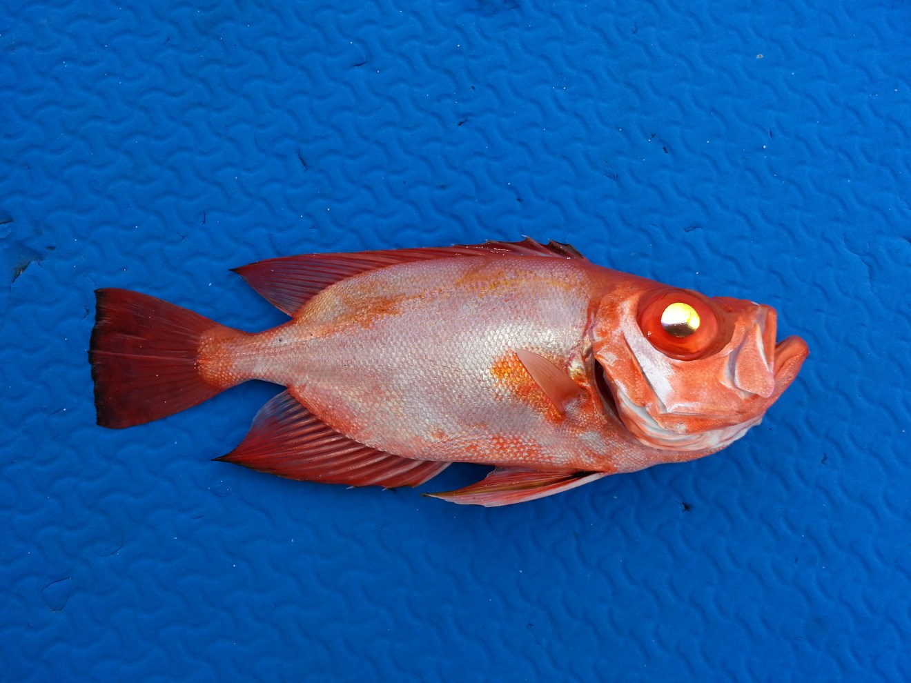 Purple Spotted Big-Eye ( Priacanthus tayenus ) | Fishing The Philippines